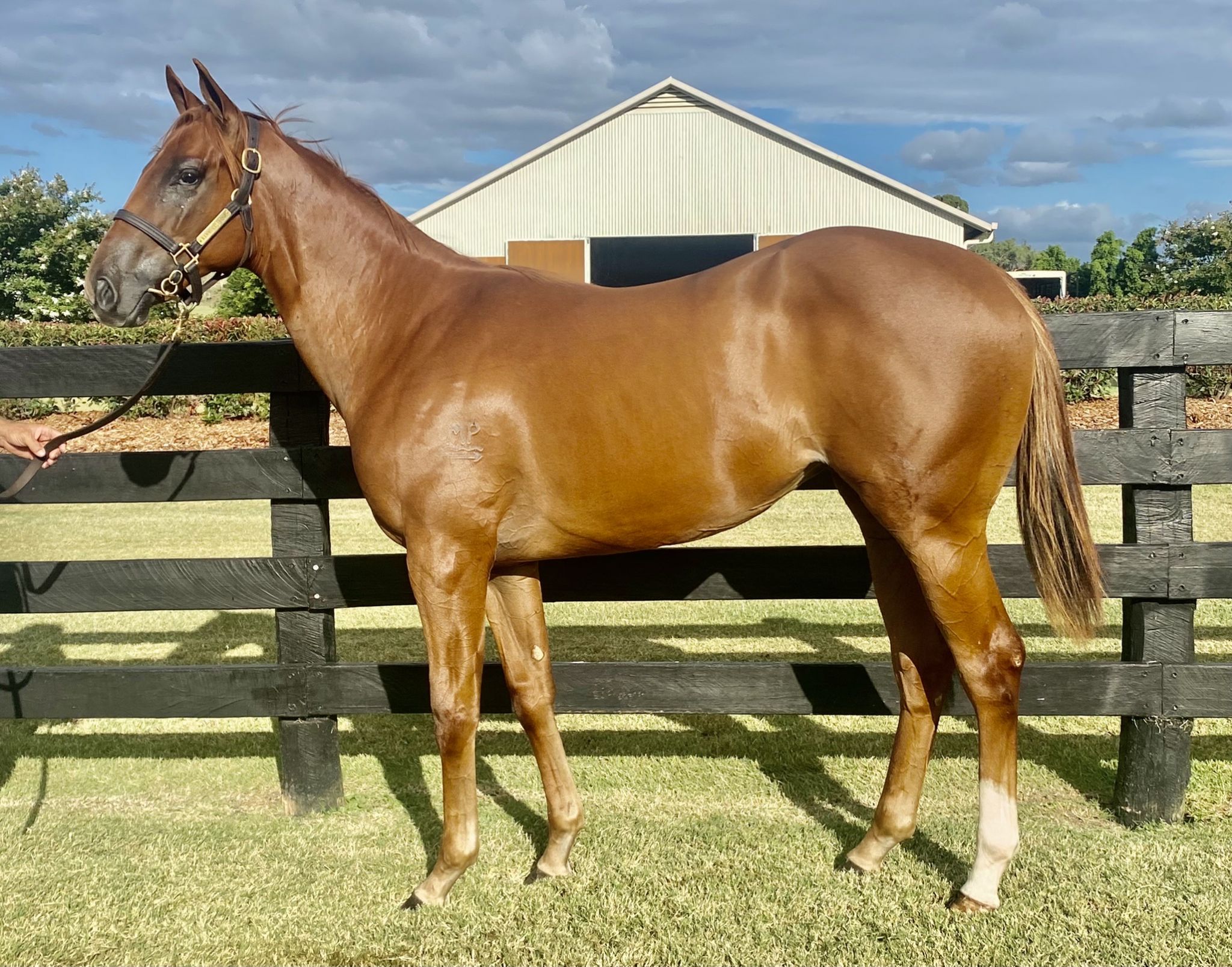 Inglis - 2021 Classic Yearling Sale - Home