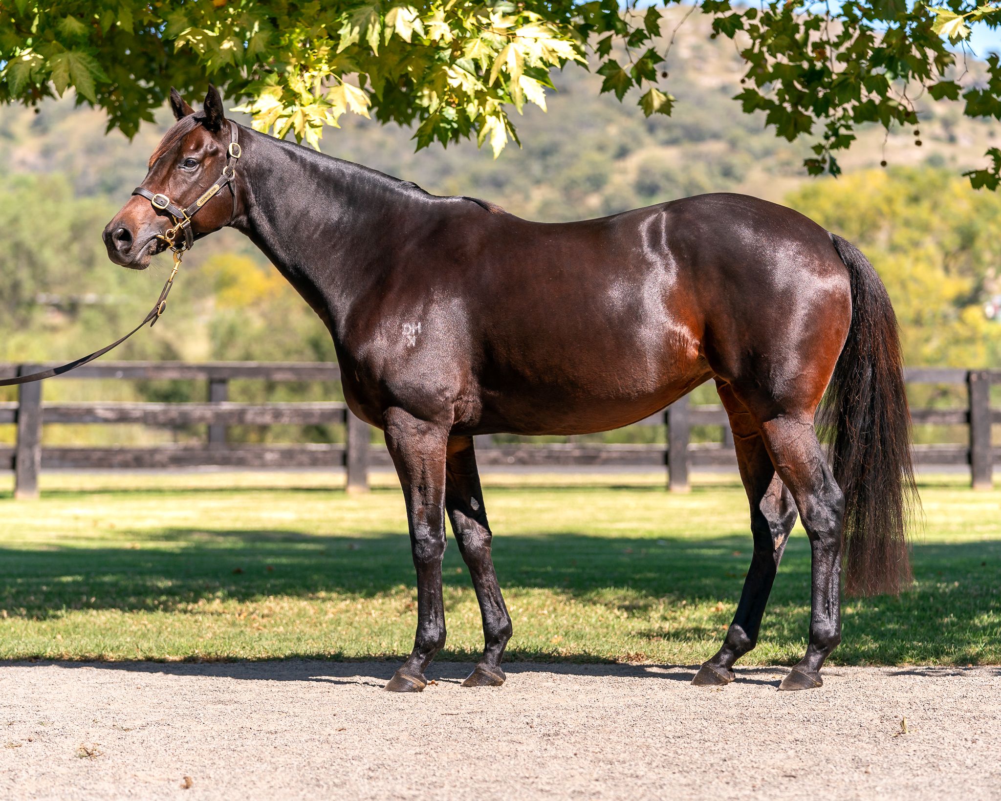Inglis - 2021 Australian Broodmare Sale - Home