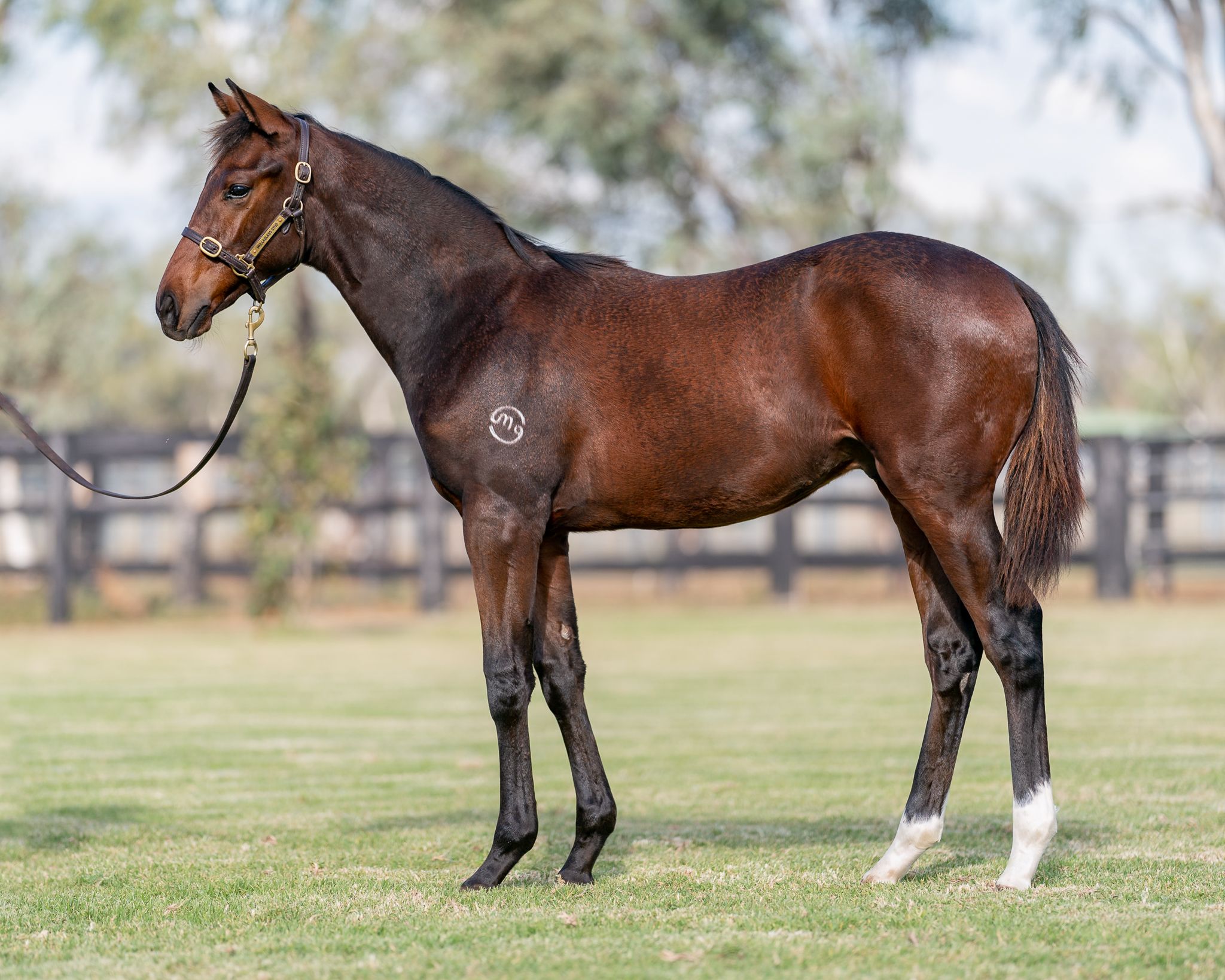 Inglis - 2023 Australian Weanling Sale - Home