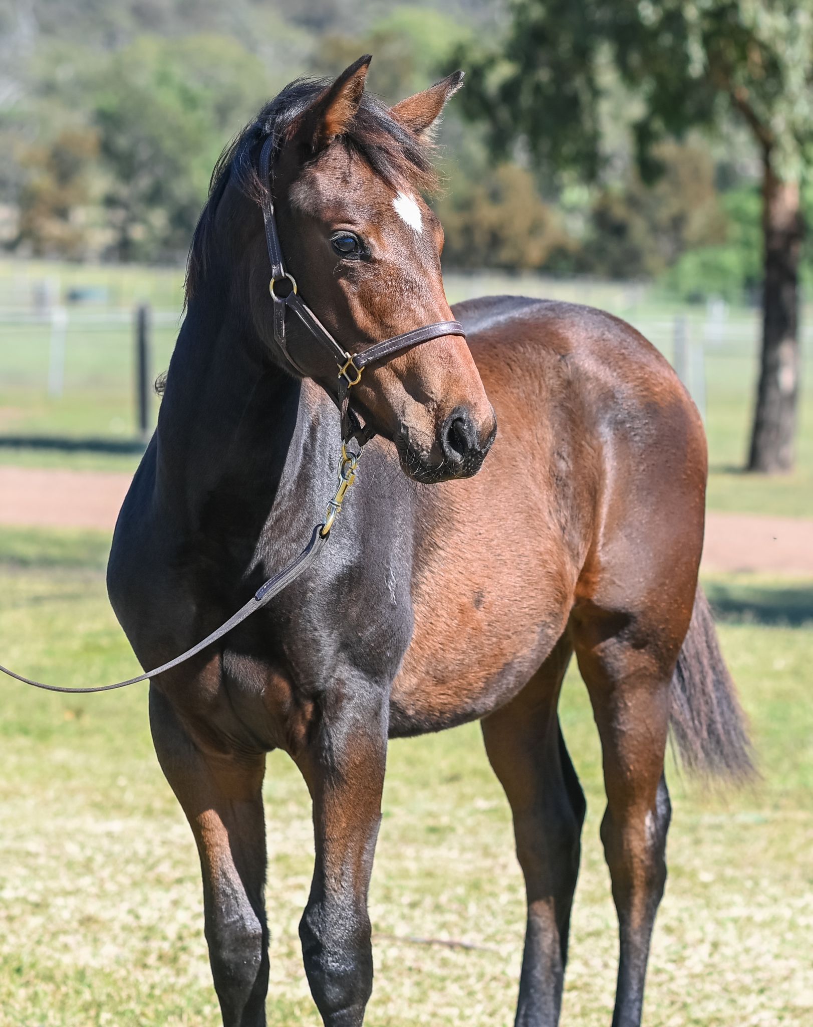 Inglis - 2023 Australian Weanling Sale - Home