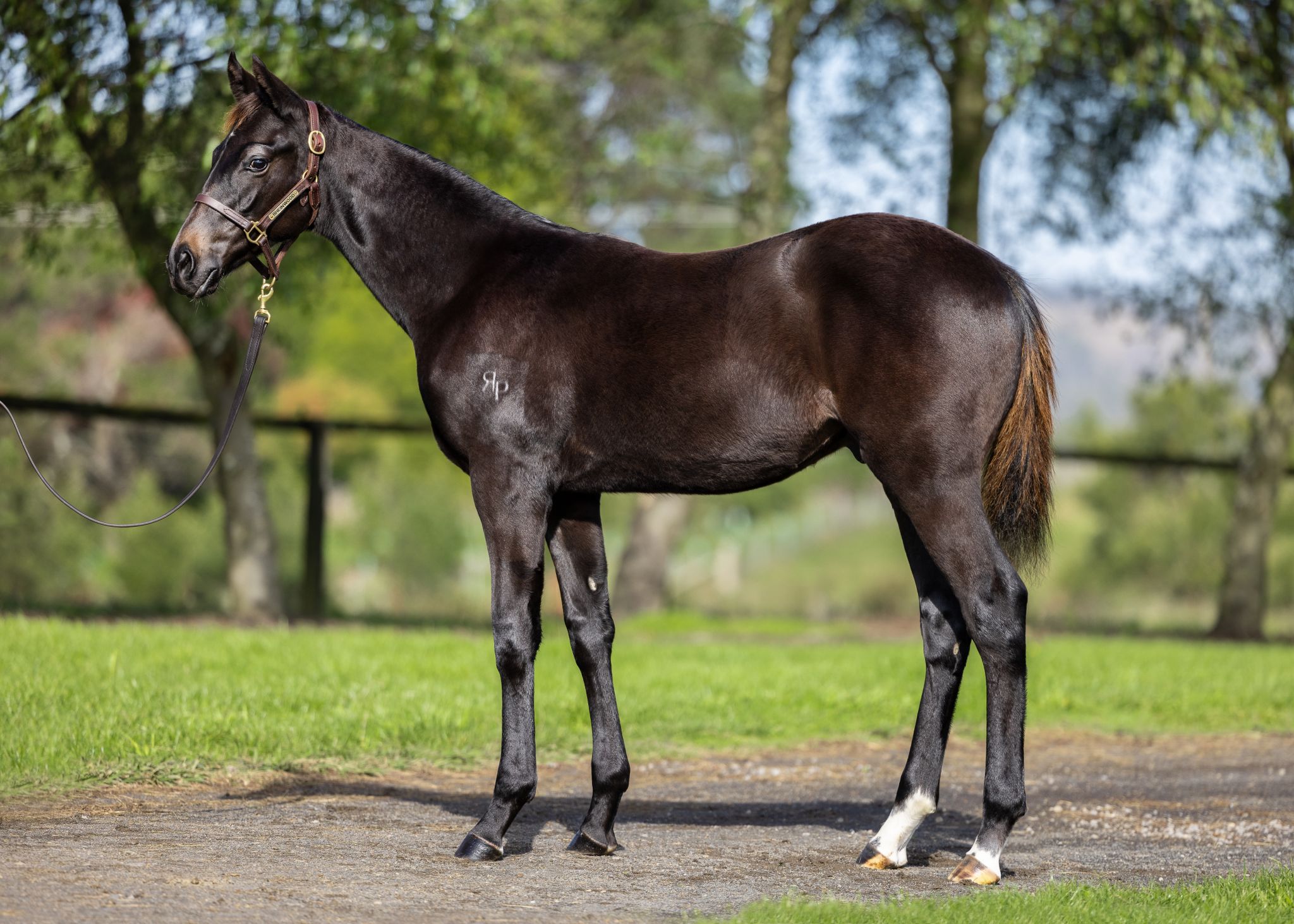 Inglis - 2023 Australian Weanling Sale - Home