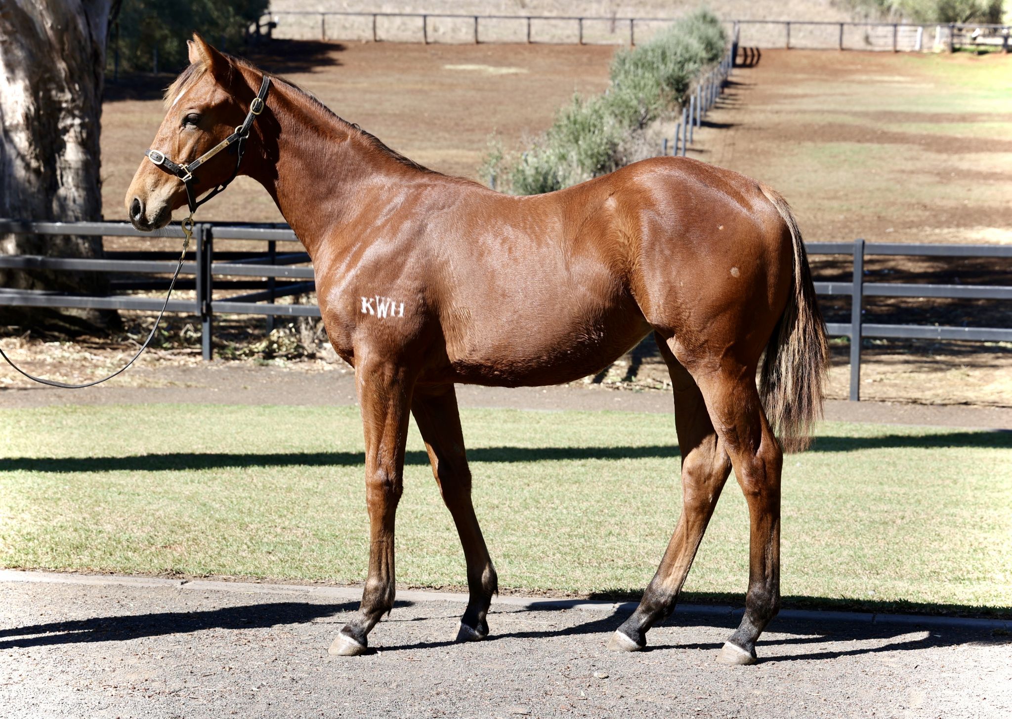 Inglis - 2023 Australian Weanling Sale - Home